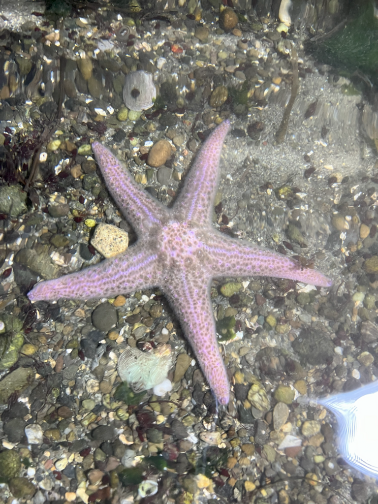 Giant Pink Sea Star from Pierce County, WA, USA on January 1, 2025 at ...