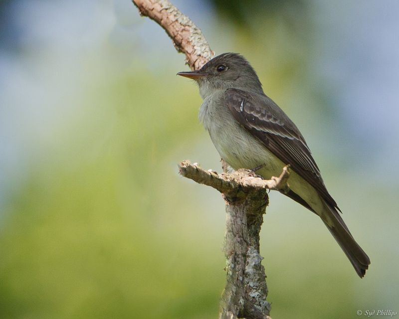 Eastern Wood-Pewee (Birds of the St. Olaf Natural Lands) · iNaturalist