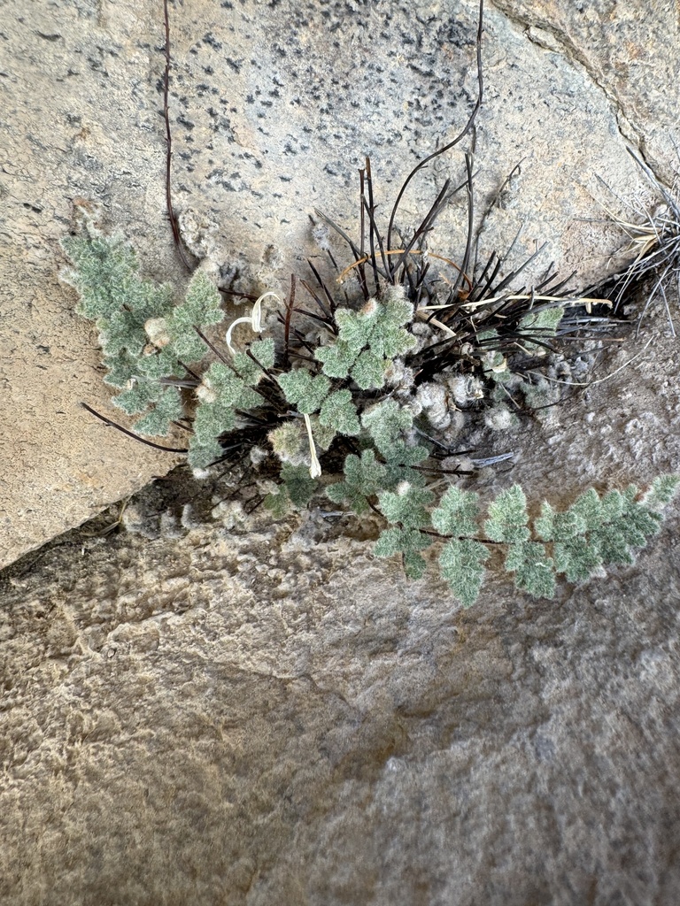 Parry's lip fern from Avi Kwa Ame National Monument, Laughlin, NV, US ...