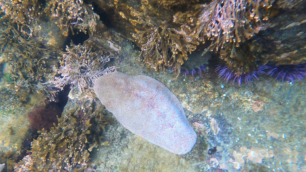 Gumboot Chiton from Victoria, BC, CA on April 5, 2025 at 04:49 PM by ...