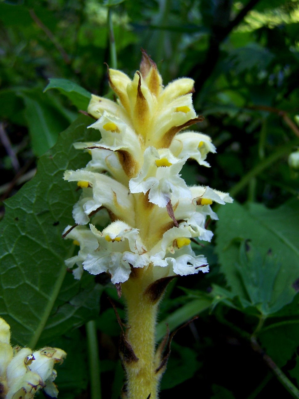 Orobanche lycoctoni Rhiner