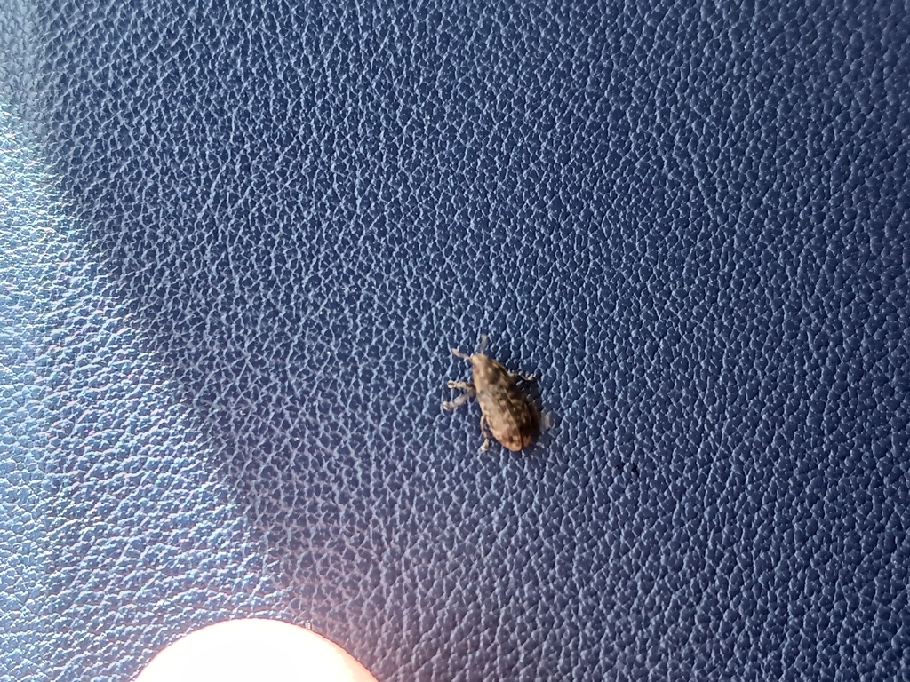 Nodding Thistle Receptacle Weevil in April 2025 by Richard Smale. Quick ...
