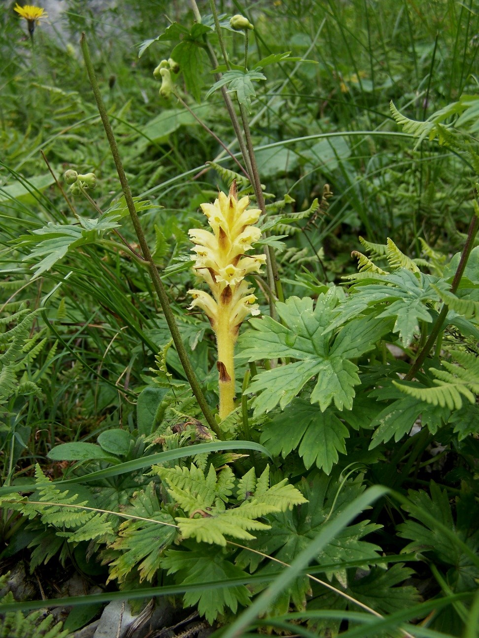 Orobanche lycoctoni Rhiner
