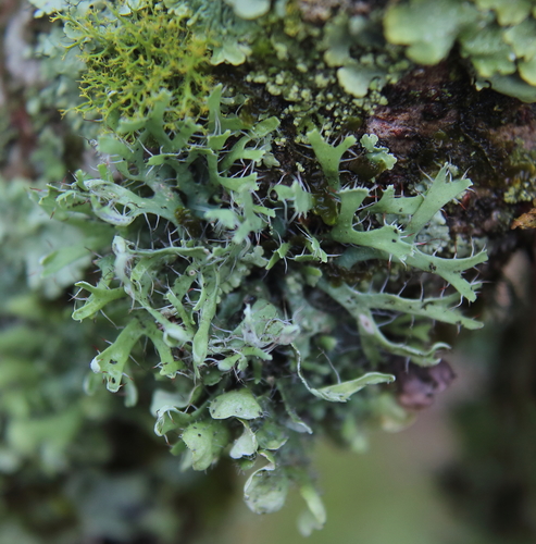 Genus Leucodermia · iNaturalist