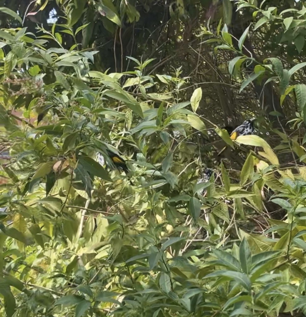 New Holland Honeyeater from South Metropolitan TAFE, Murdoch, WA, AU on ...