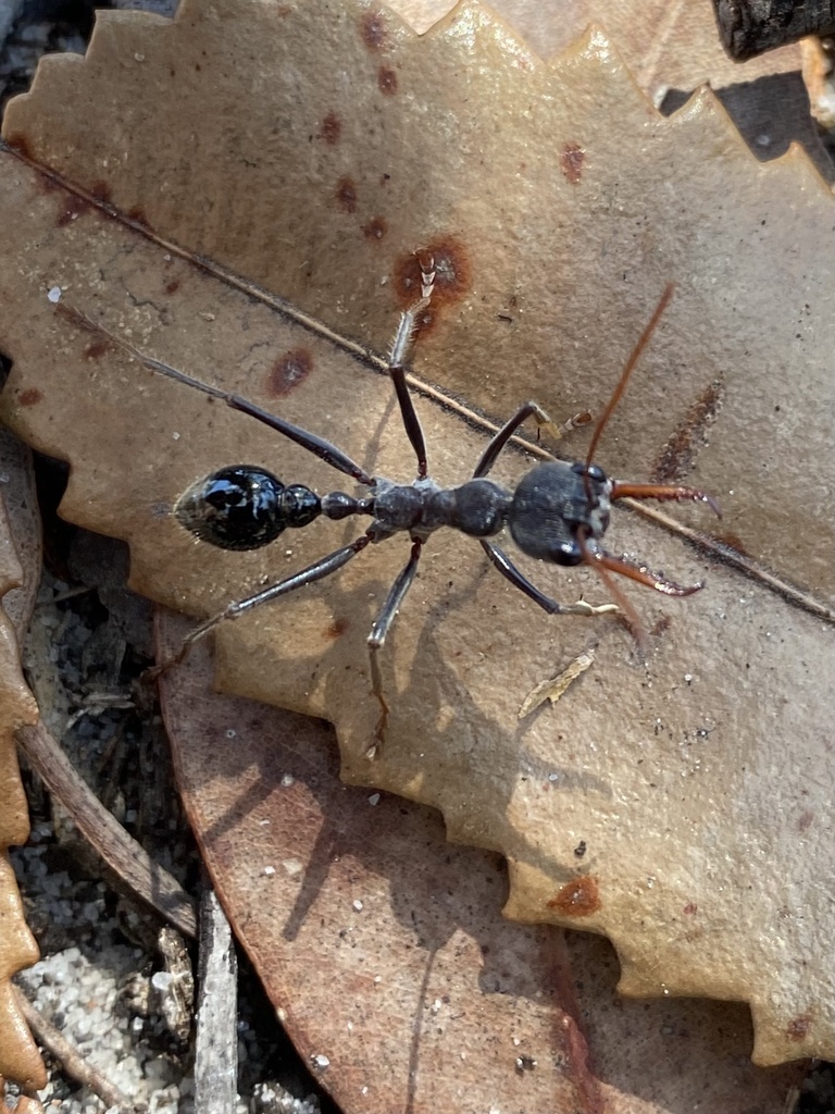 Australian Red Bull Ant from Muogamarra Nature Reserve, Cowan, NSW, AU ...