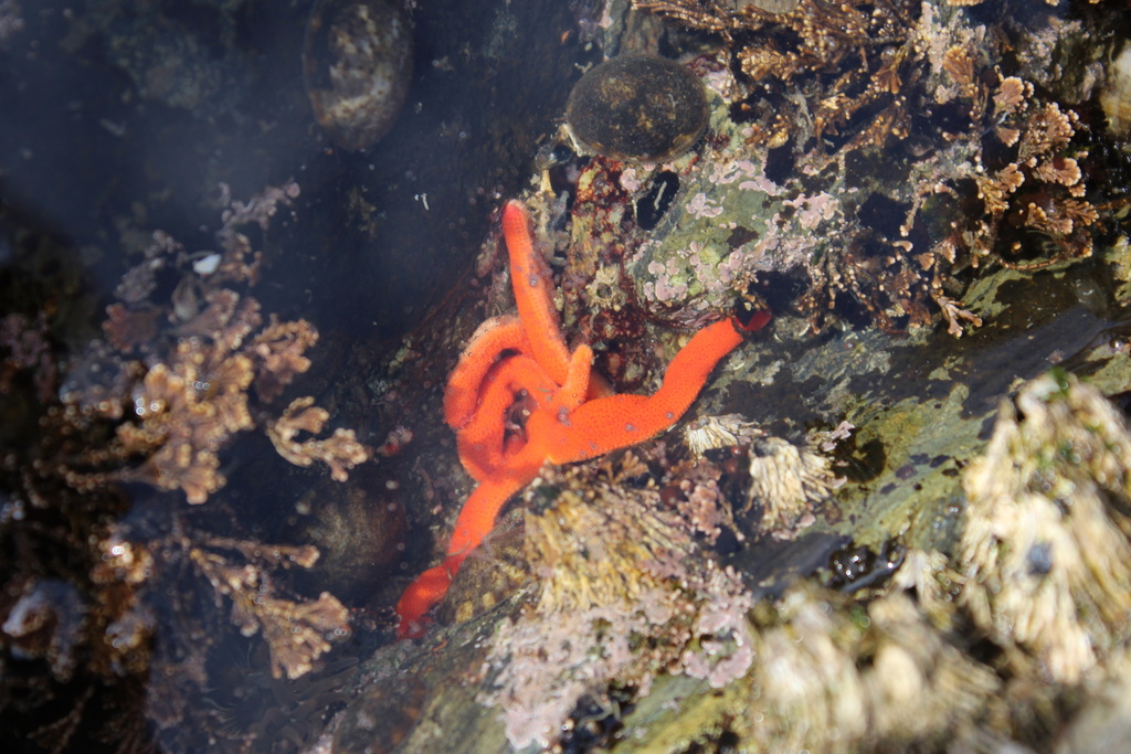 Henricia leviuscula from Juan de Fuca Strait, Oak Bay, BC, CA on April ...