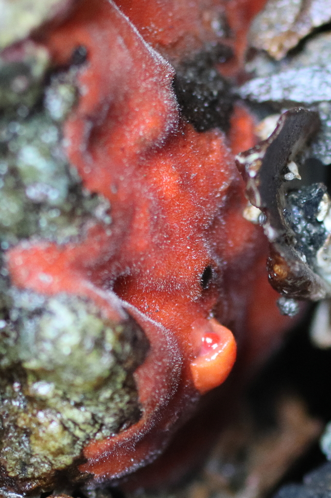 Red Sponge Dorid from Inside Beach on March 30, 2025 at 10:33 AM by ...