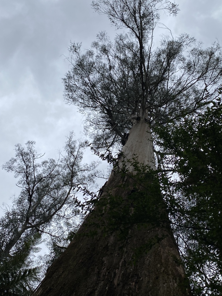 Australian Mountain Ash from Yarra Ranges National Park, Healesville ...