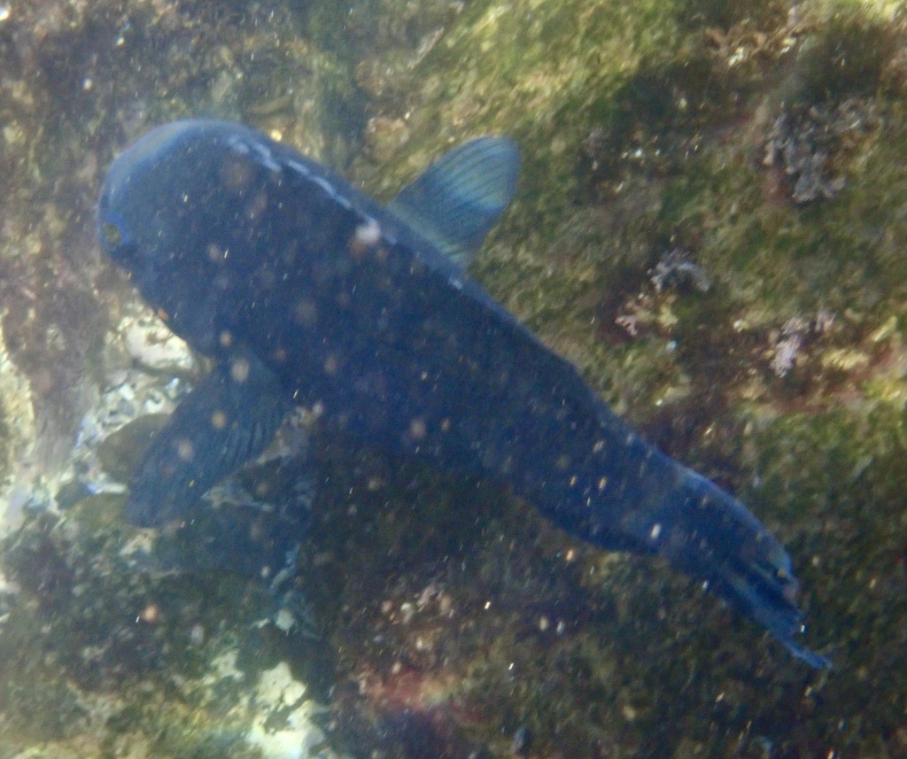Eastern Blue Groper from Cook Island, Coral Sea, NSW, Australia on ...