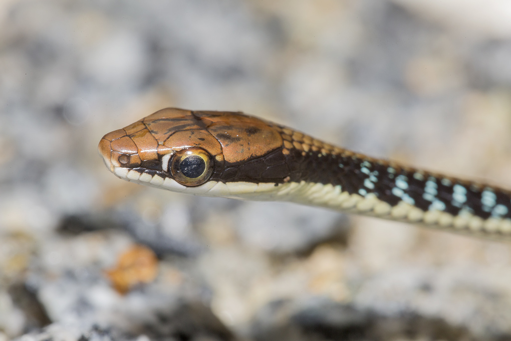 Painted Bronzeback (Dendrelaphis pictus) - Snakes and Lizards