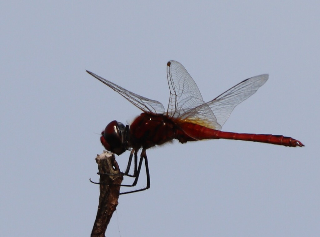 Wandering Pennant from KwaNibela, South Africa on April 06, 2025 at 10: ...