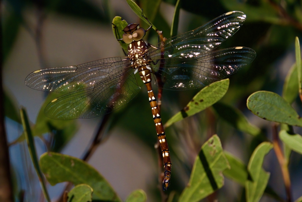 Wide-faced Darner from Canberra Central, ACT, Australia on March 9 ...