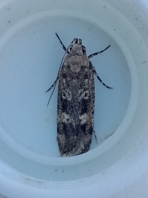 Norfolk Island Hibiscus Moth from Pūkorokoro / Miranda, New Zealand on ...