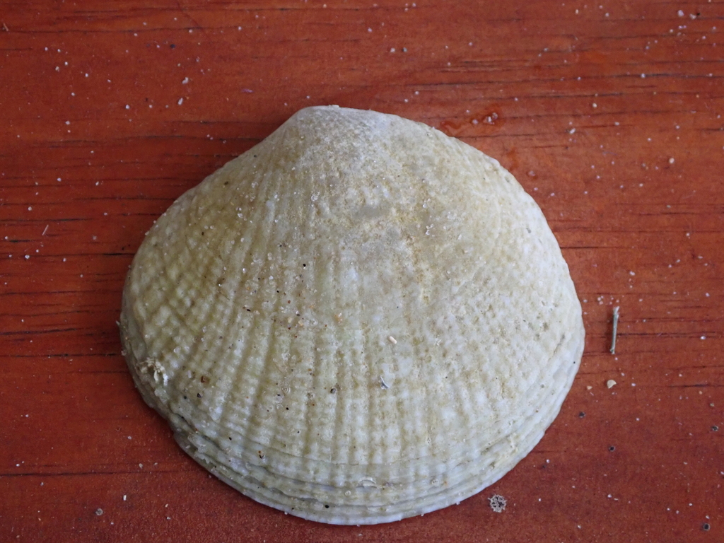 Codakia rugifera from Moonee NSW 2259, Australia on March 27, 2025 at ...