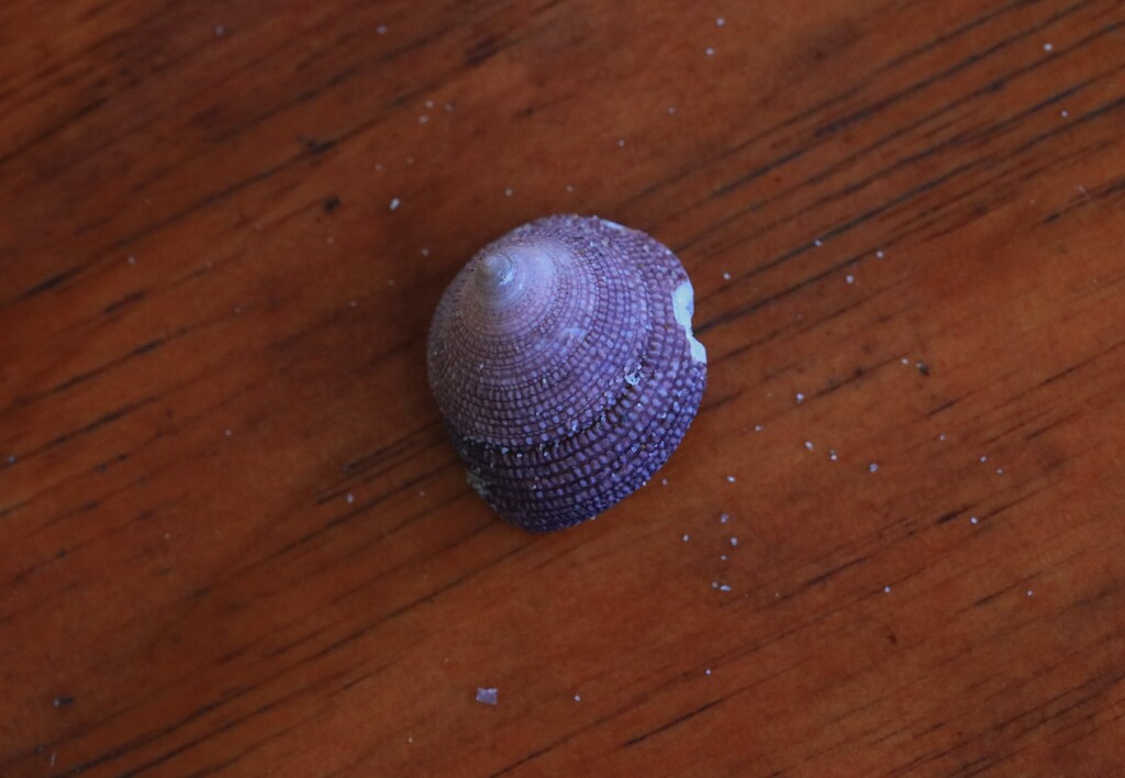 Clanculus maugeri from Moonee NSW 2259, Australia on March 28, 2025 at ...