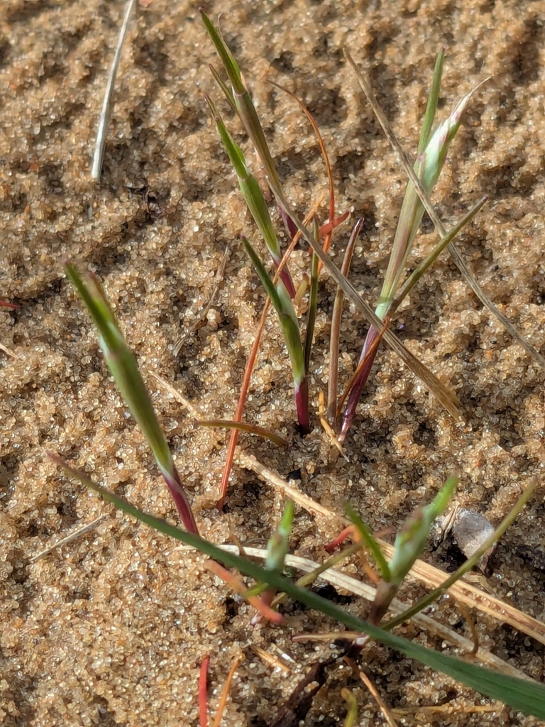 early hair grass from Coleraine BT51, UK on March 29, 2025 at 03:07 PM ...