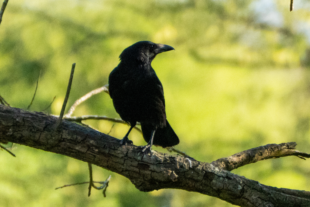 Carrion Crow from Rose Walk, Berrylands, London, UK on April 6, 2025 at ...