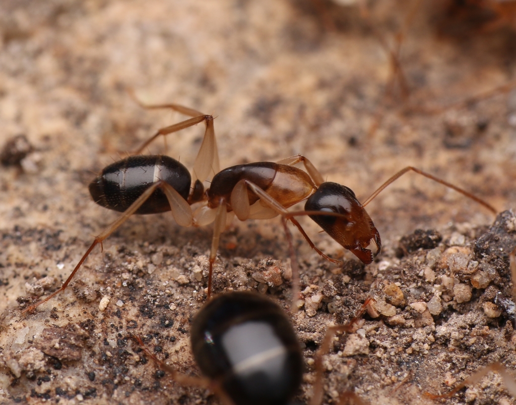 Carpenter Ants, Typical Sugar Ants and Allies from Mount Bruno VIC 3675 ...