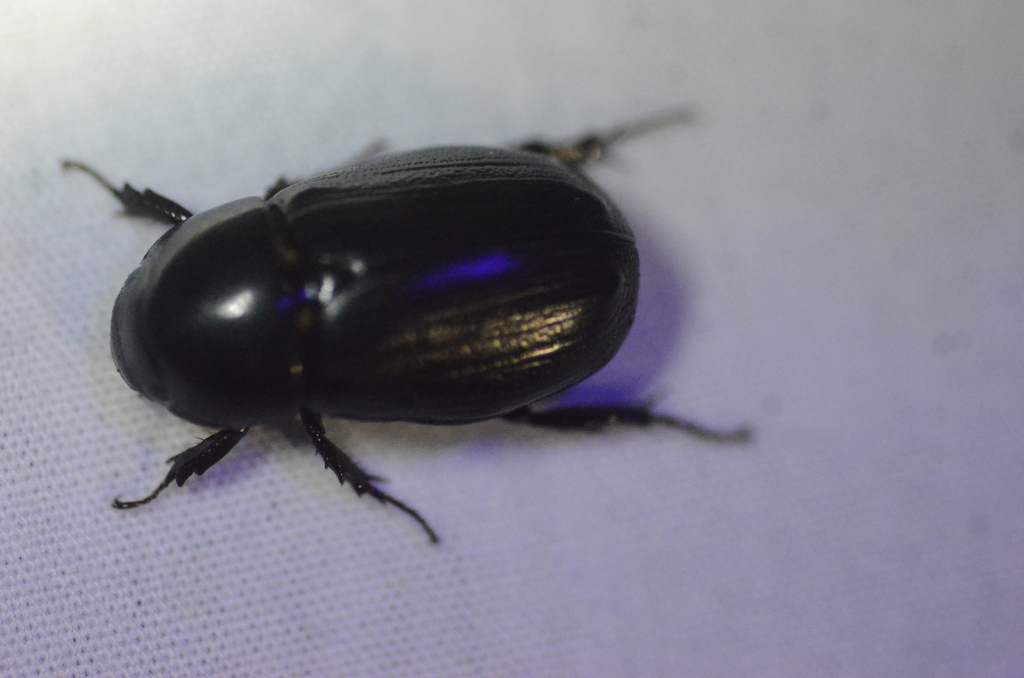 Rice Beetle from Barbara Pedersen Preserve on August 14, 2019 by Tom ...