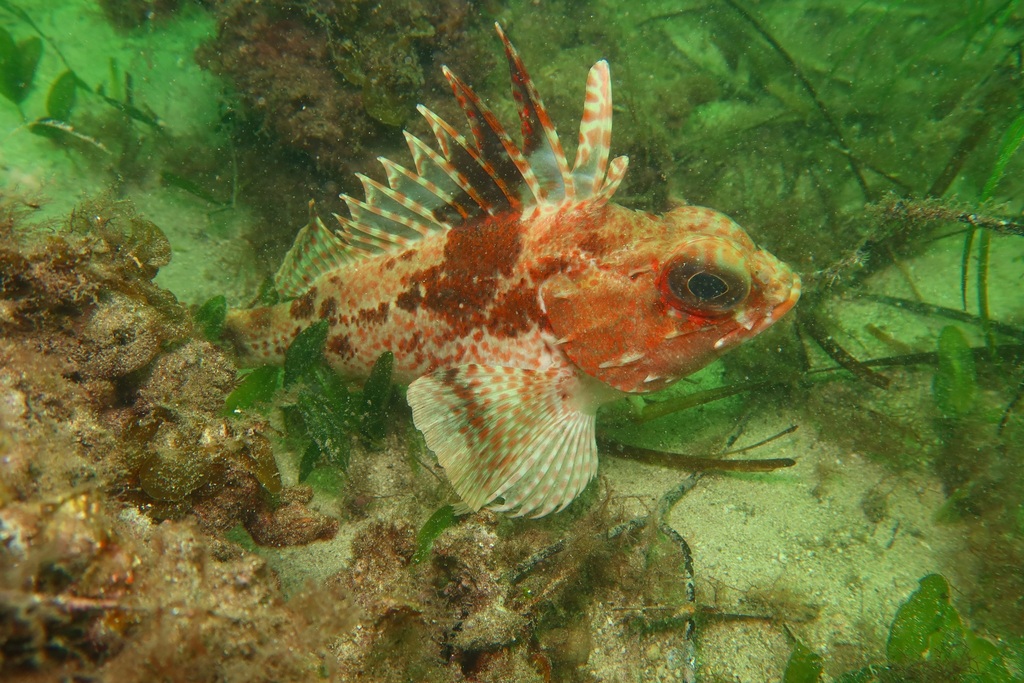 Gulf Gurnard Perch on April 5, 2025 at 11:58 AM by David Spencer ...