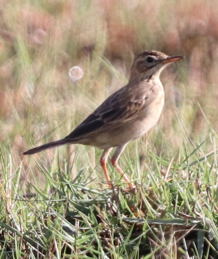 Southern African Pipit from KwaNibela, South Africa on April 6, 2025 at ...