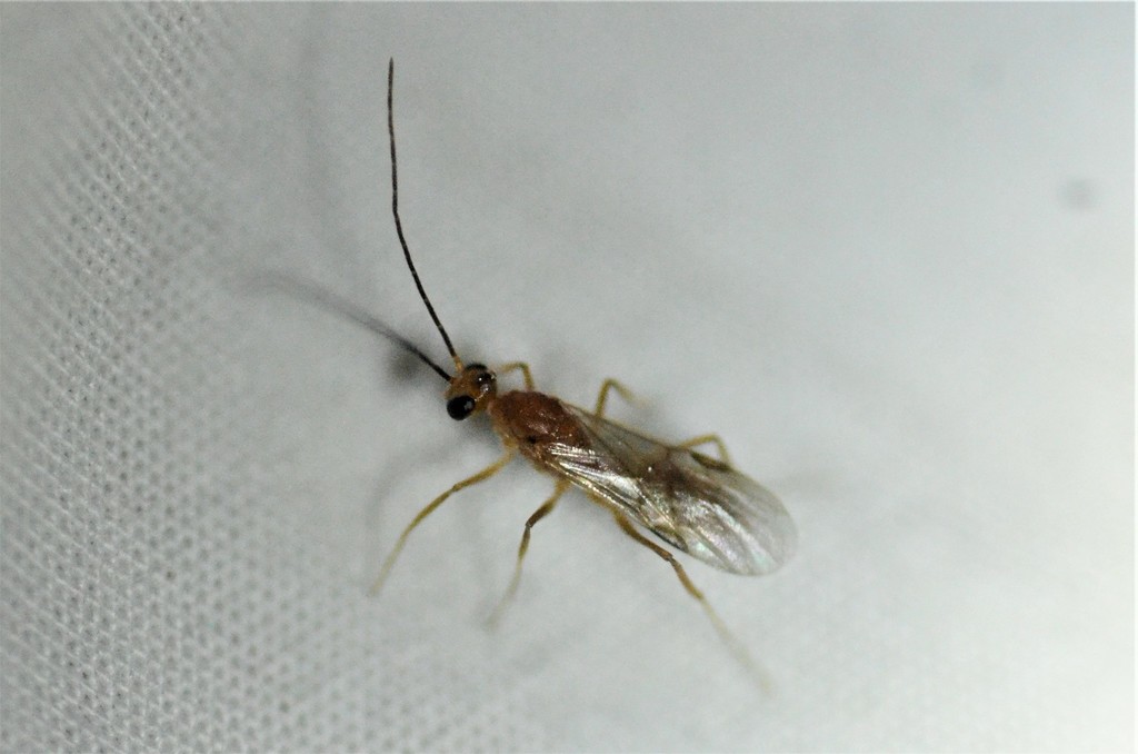 Rough-node Trap-jaw Ant from Barbara Pedersen Preserve on August 14 ...