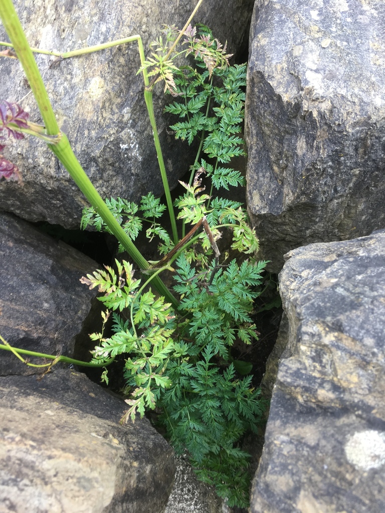 Apioideae from Orkney Islands, Scotland, GB on August 7, 2019 at 10:47 ...