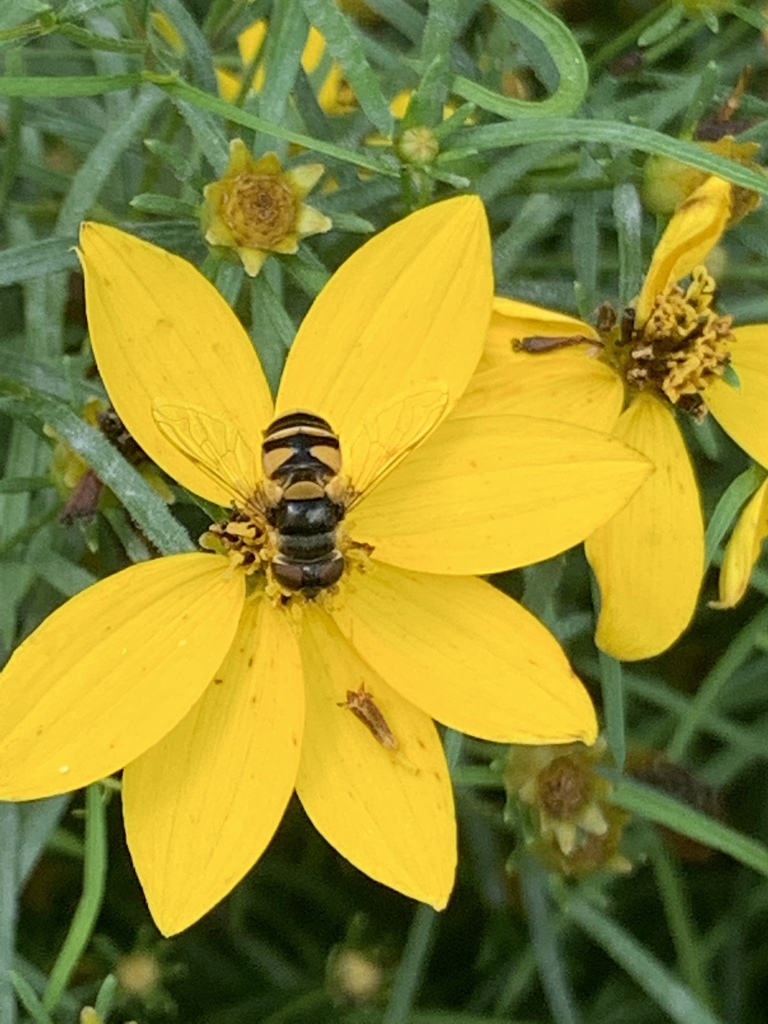 Transverse-banded Flower Fly from Green Holly Ter, Silver Spring, MD ...