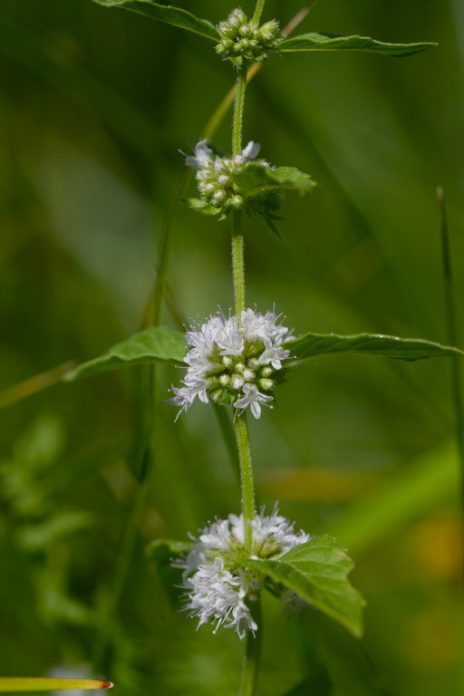 american cornmint (Yosemite Native Plant List 1) · iNaturalist