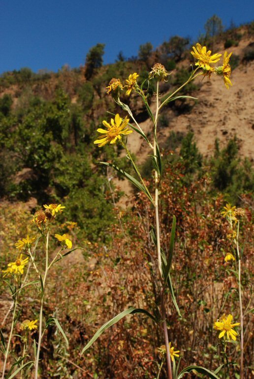 California sunflower (Helianthus californicus) - Botanical Realm