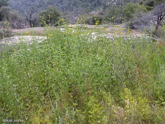 California sunflower (Helianthus californicus) - Botanical Realm
