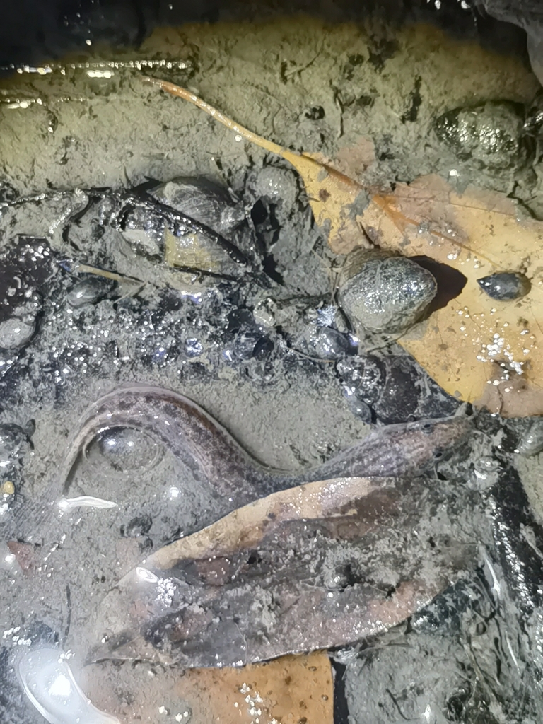 Oriental Weatherfish from Hangzhou, CN-ZJ, CN on April 7, 2025 at 08:09 ...