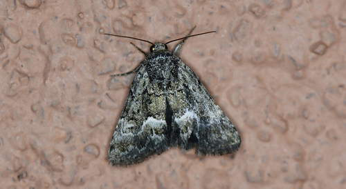 género Stylopoda · iNaturalist Ecuador
