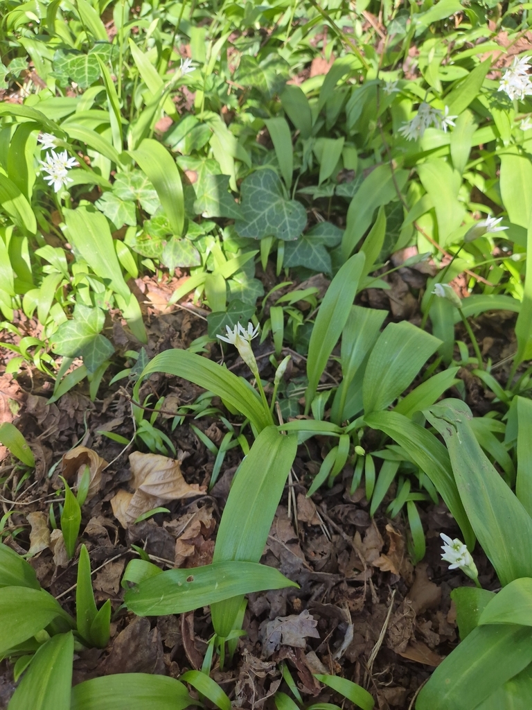 Ramsons from Cardiff on April 7, 2025 at 03:09 PM by caldwella1 ...