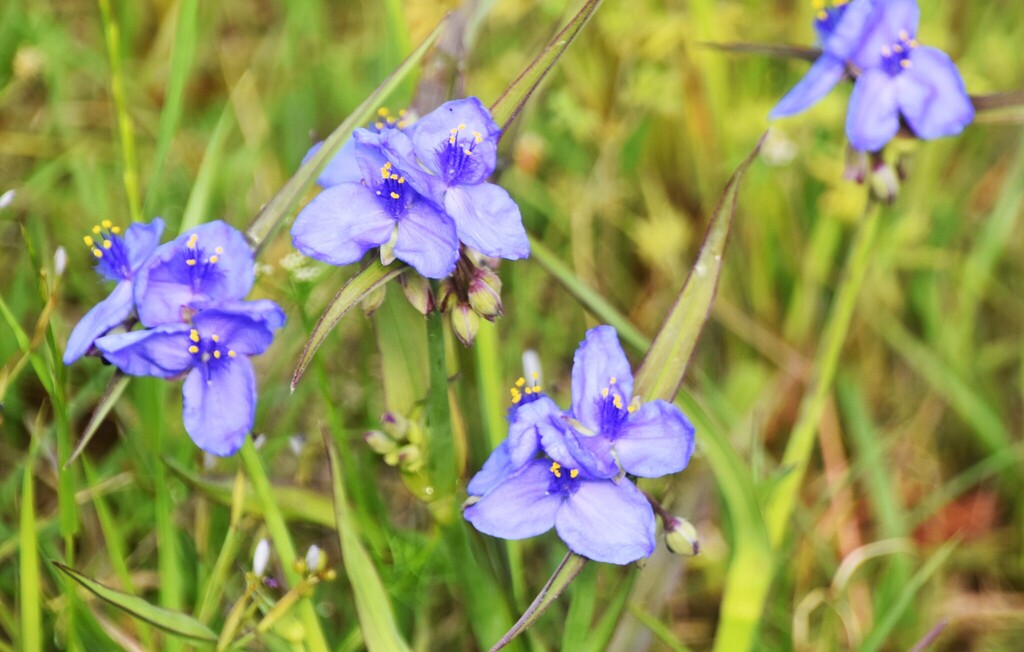 Spiderworts from Liberty County, FL, USA on April 6, 2025 at 10:18 AM ...