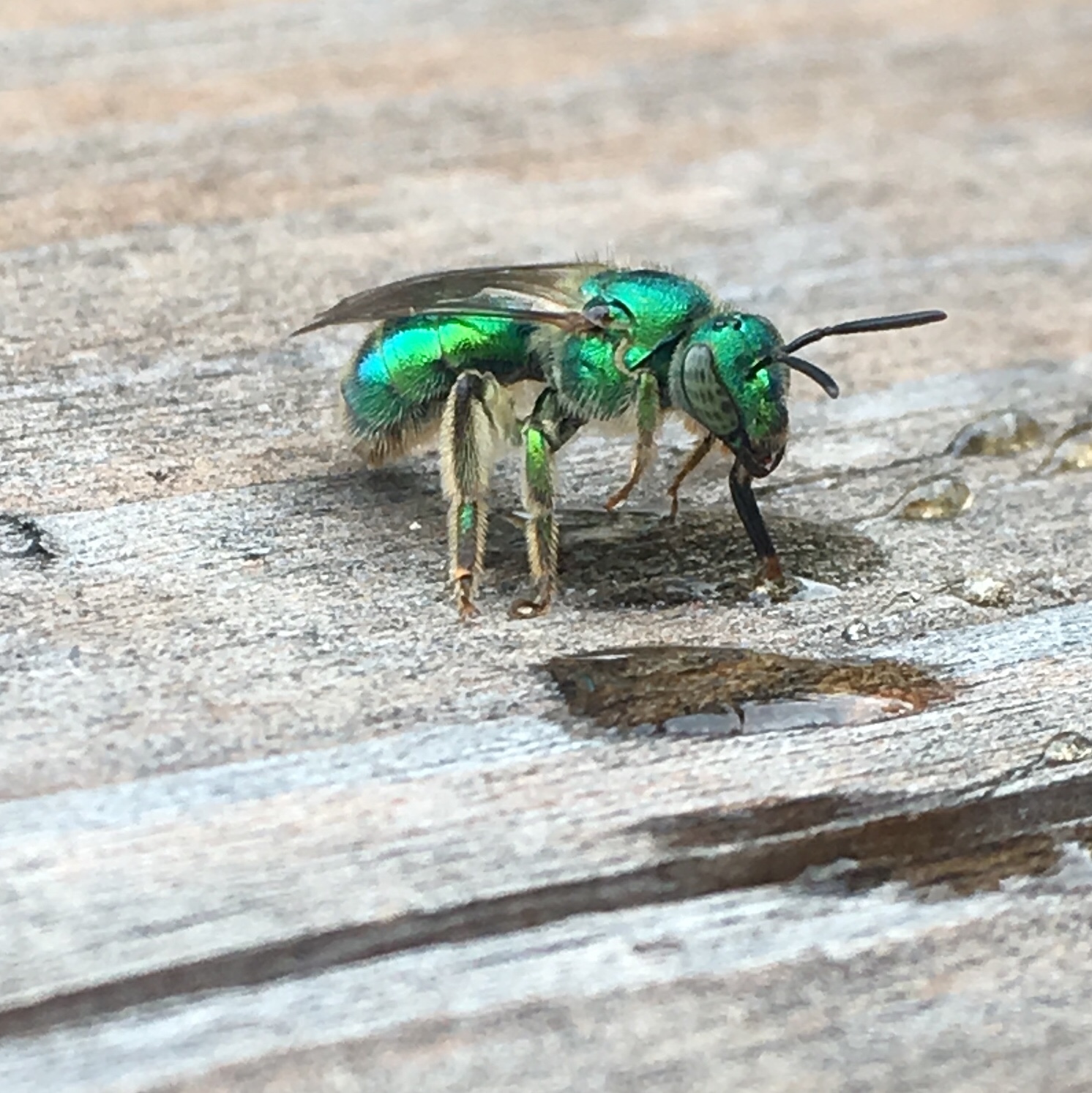 Abeja En Un Verde