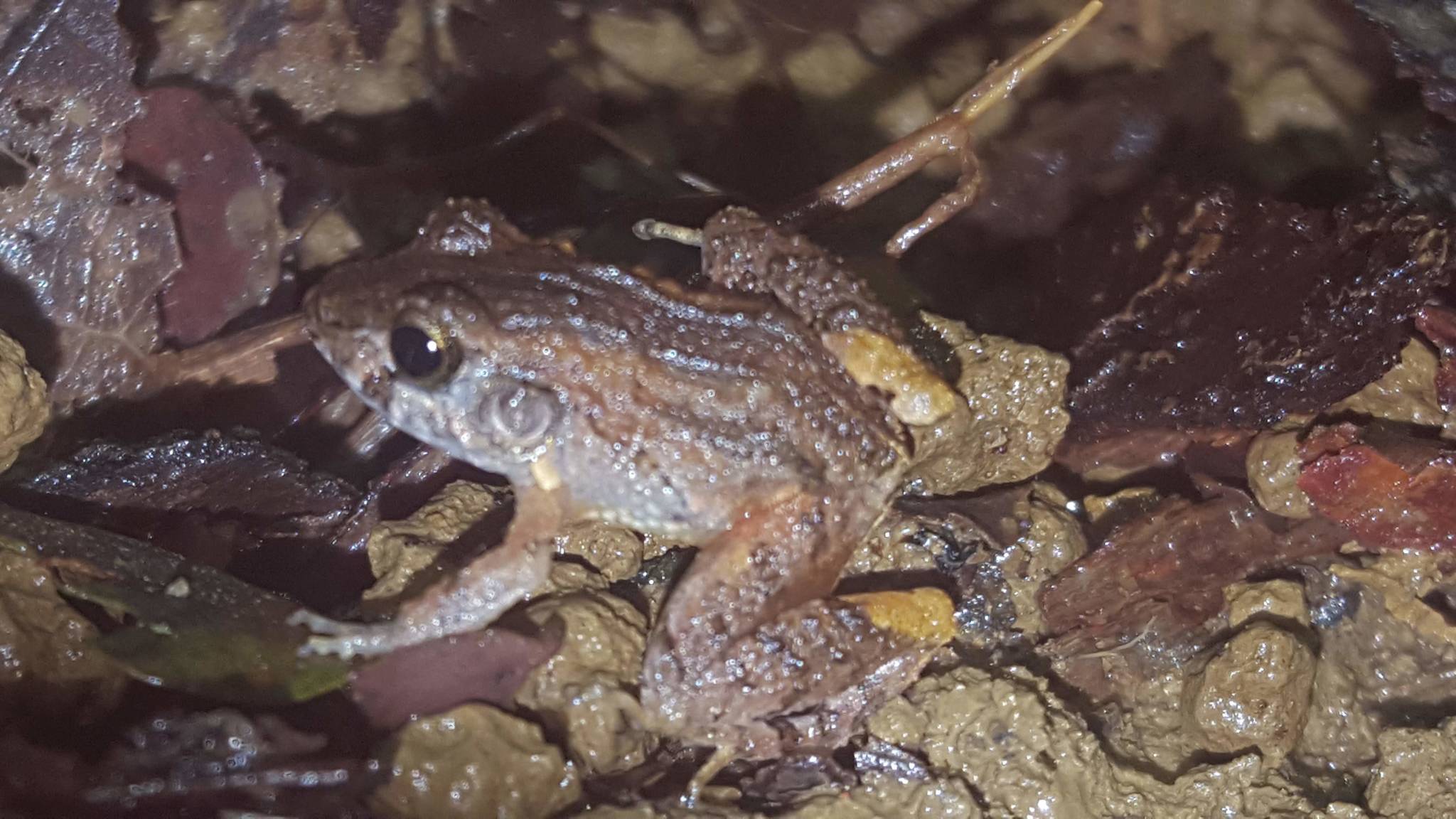 Craugastor bransfordii (Cope, 1886)