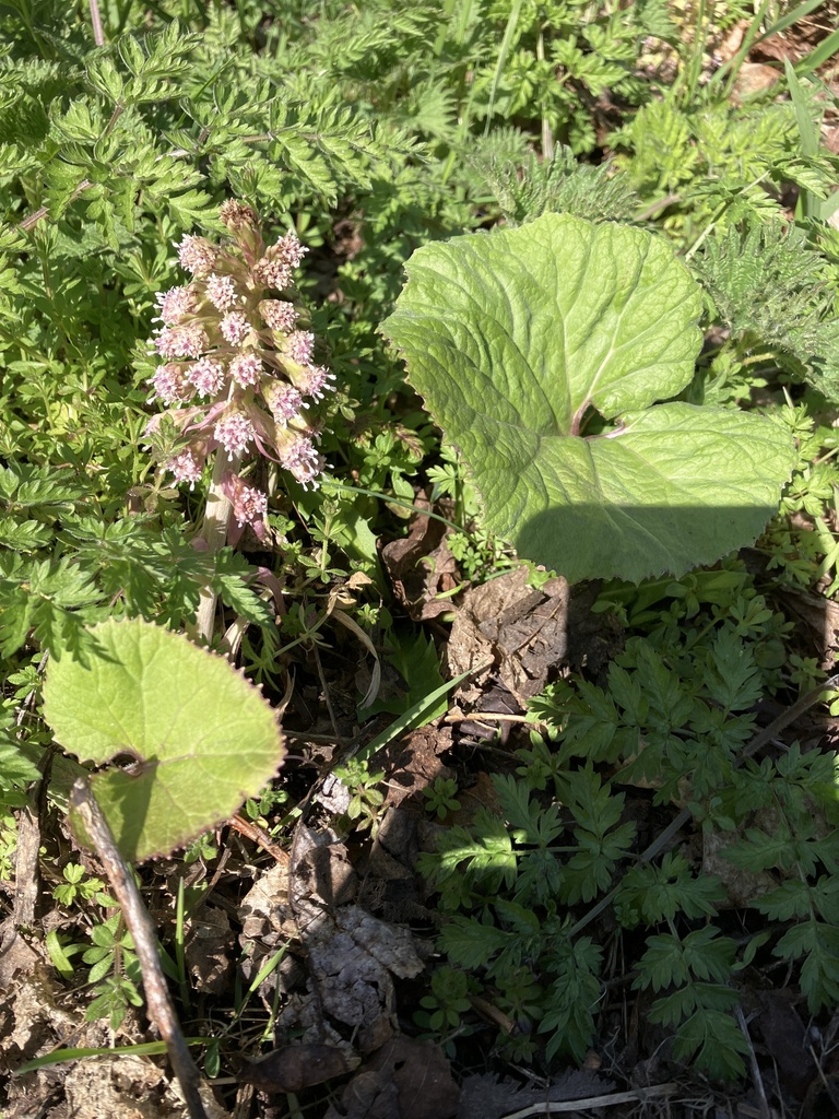 Common Butterbur from Figgate Park, Edinburgh, Scotland, GB on April 6 ...