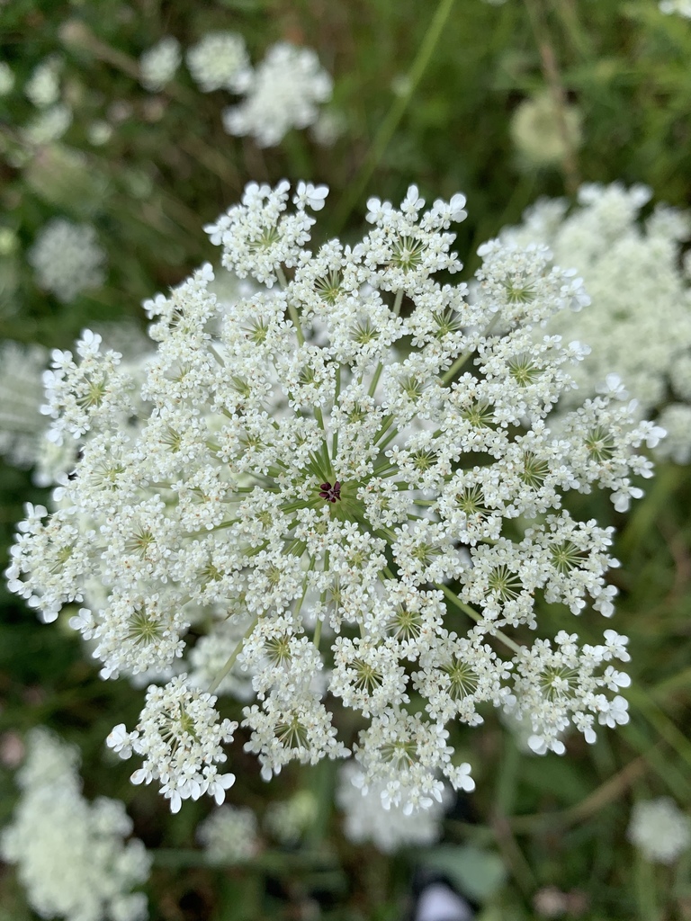 wild carrot from Ramsey Lake Rd, Sudbury, ON, CA on August 16, 2019 at ...
