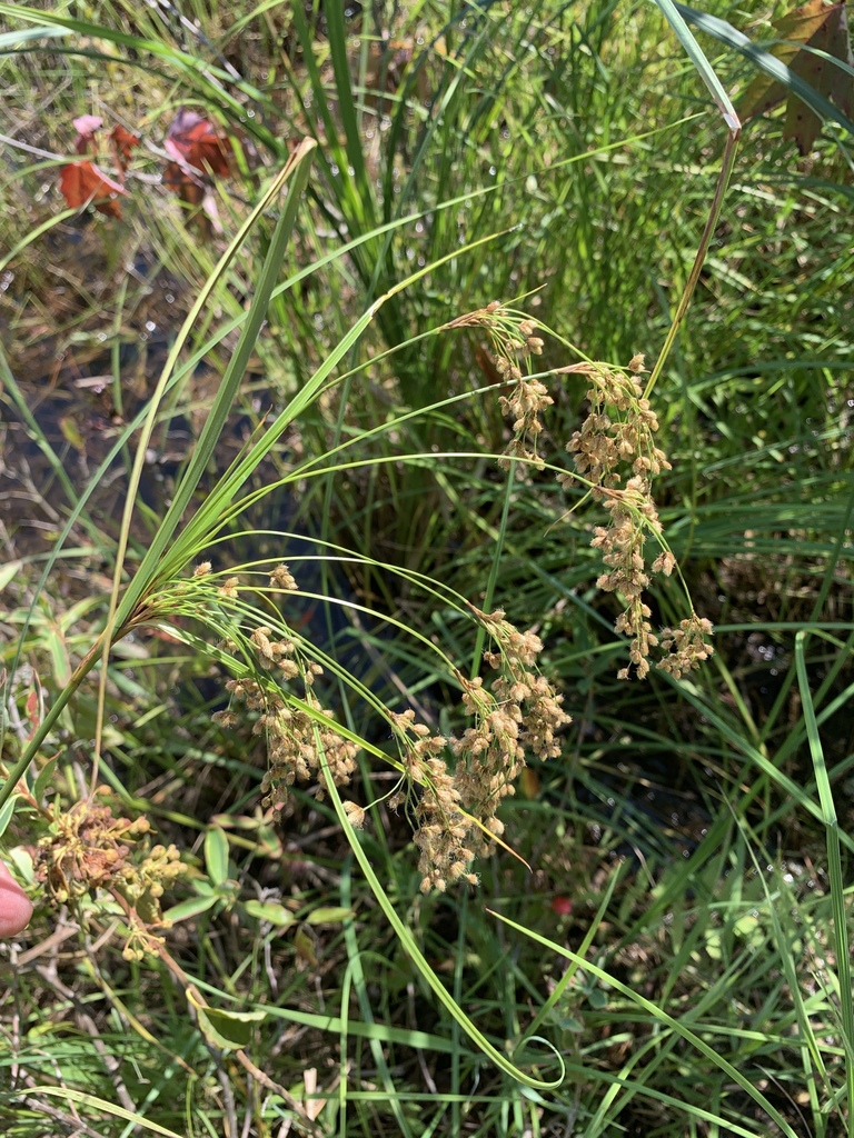 stalked bulrush from Peterborough, CA-ON, CA on August 16, 2019 at 11: ...