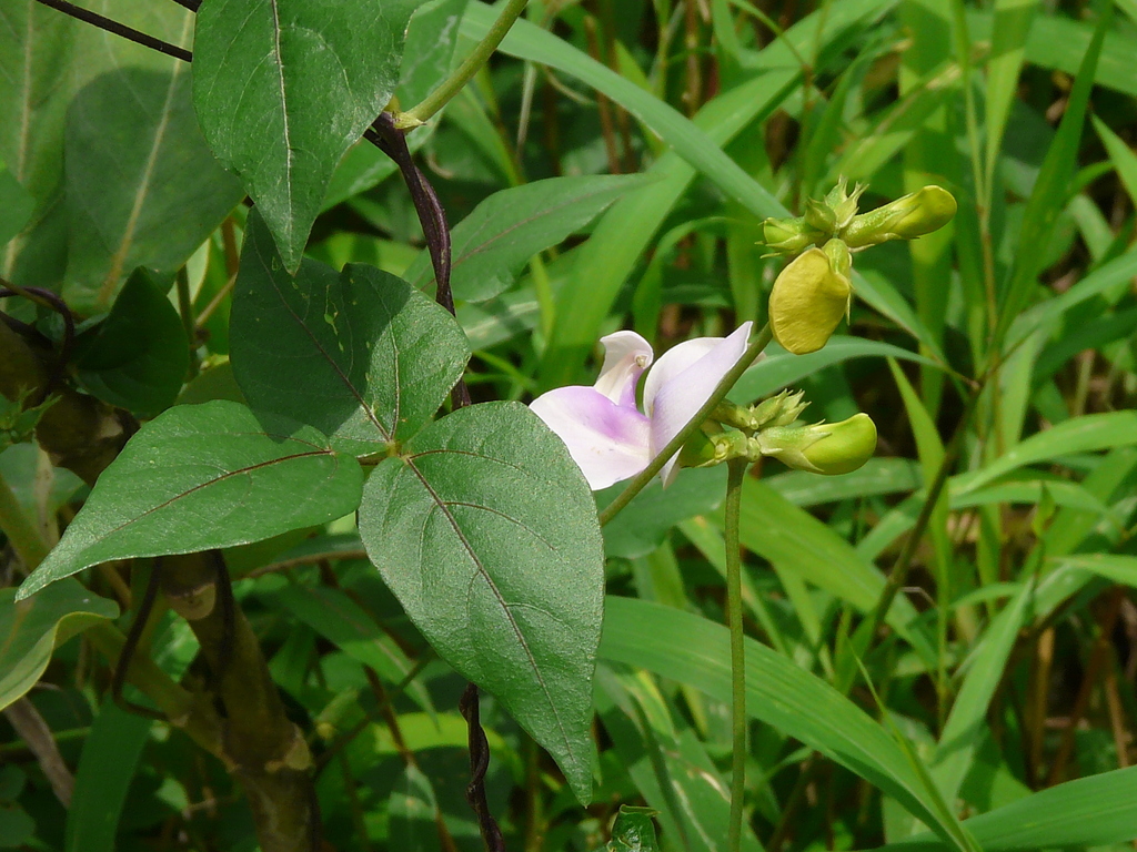 (Vigna reticulata) - Botanical Realm