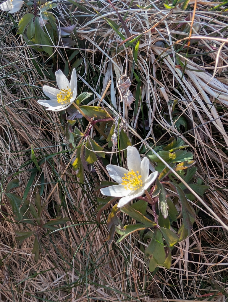 wood anemone from Limavady BT49, UK on April 7, 2025 at 05:42 PM by ...