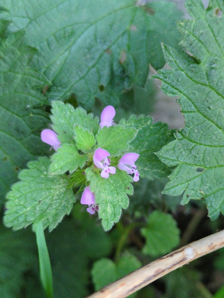 red deadnettle from Hazeldene, Horsham RH13, UK on 07 April, 2025 at 06 ...