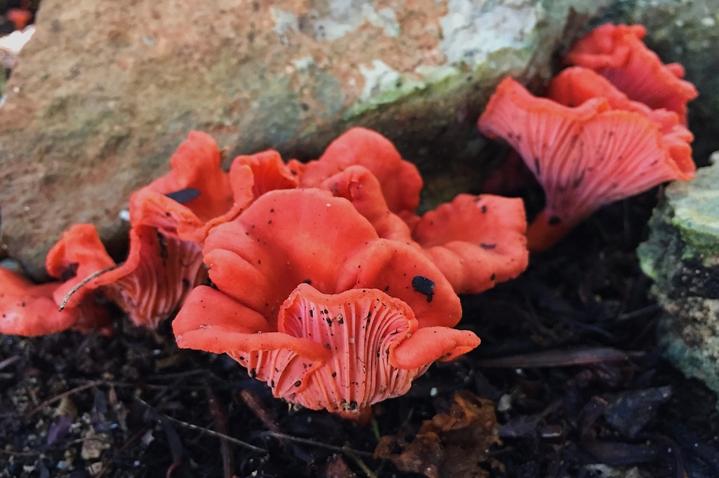 Hongo anacate flamenco (Hongos del PN Cañon del Sumidero) · iNaturalist ...