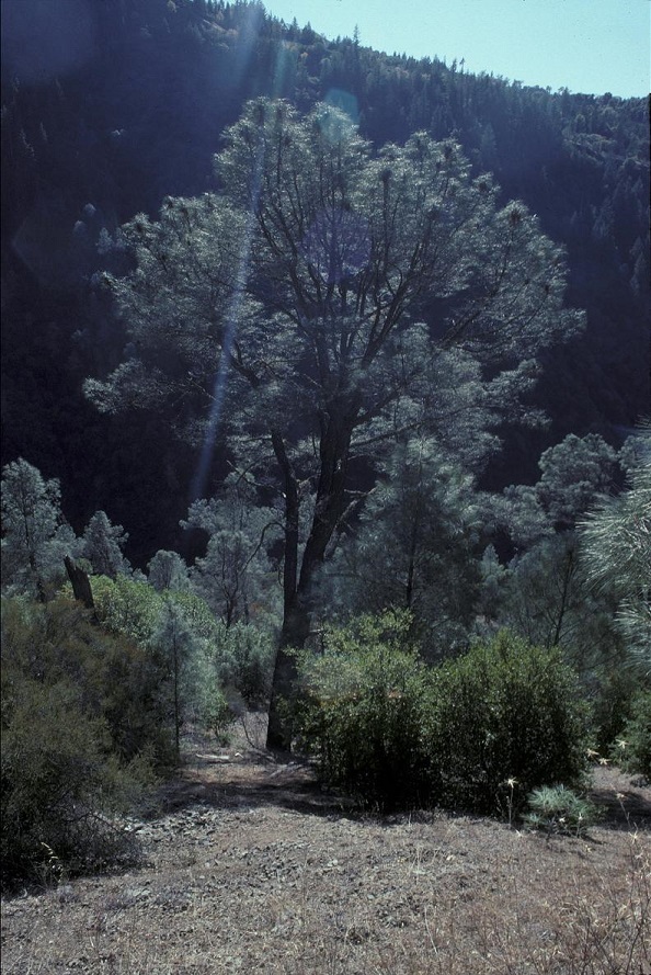 gray pine (Pinus sabiniana) - Botanical Realm