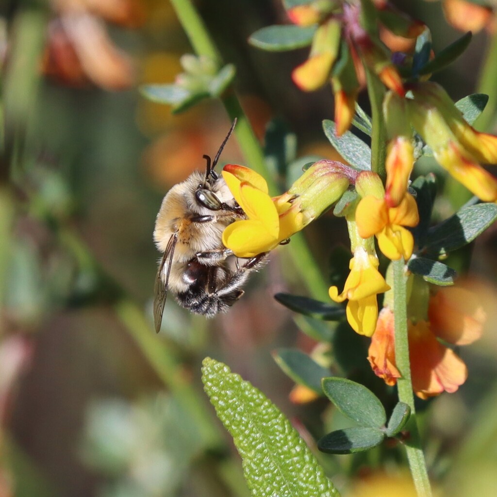 Mountain-digger Bees from La Jolla, San Diego, CA, USA on March 28 ...