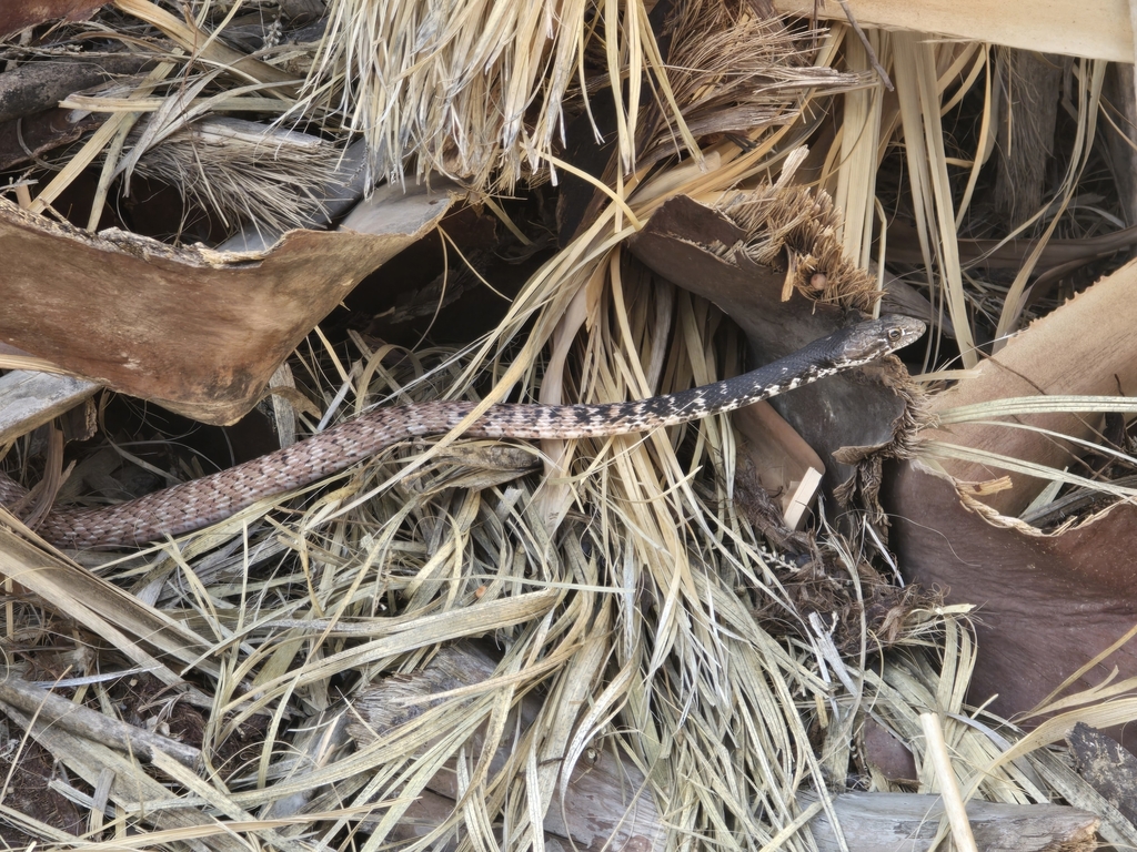Coachwhip from Palm Springs, CA 92264, USA on April 7, 2025 at 10:43 AM ...