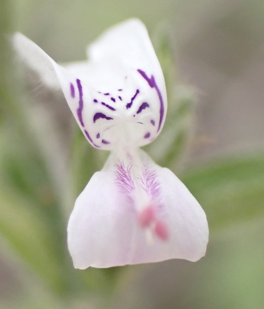 White Ribbon Flower from Cloud Nine, Garden Route District Municipality ...
