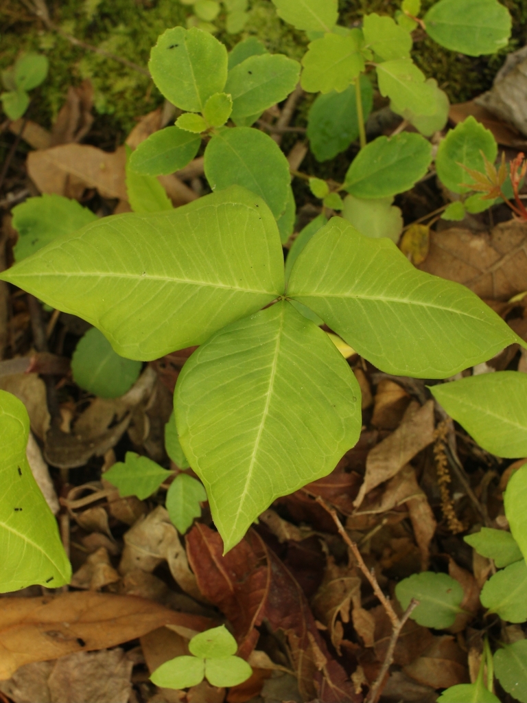Jack-in-the-Pulpit from Myrtle Beach, SC 29572, USA on April 05, 2025 at 11:35 AM by blakewxb ...